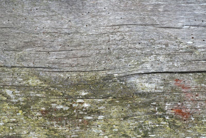 Dead bird stock image. Image of marble, animal, wildlife - 24117253