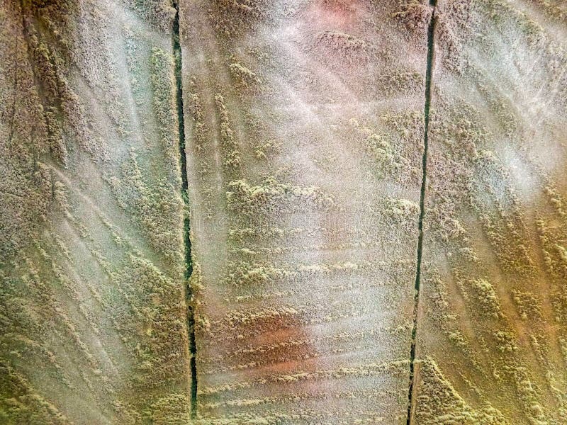 Old wood plaster texture stock image. Image of leafless - 78275535