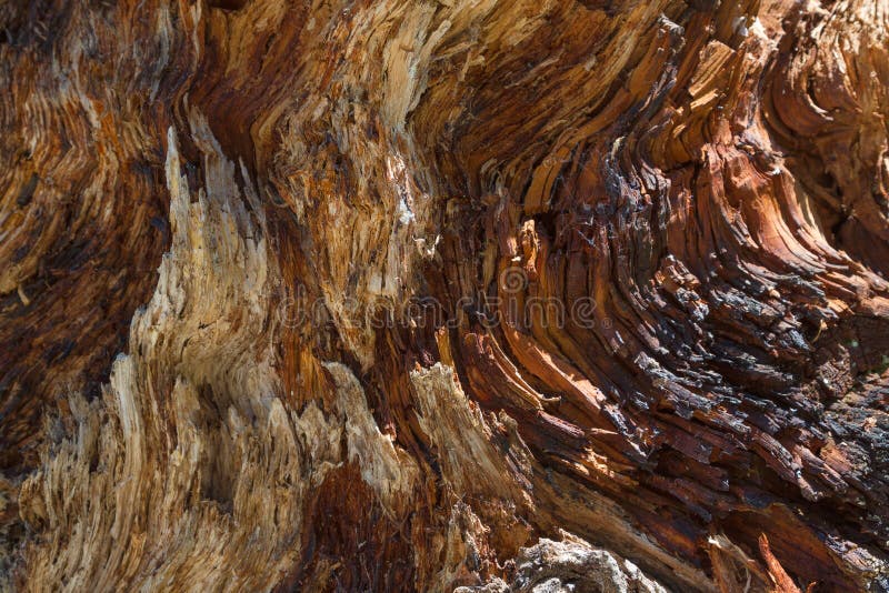 Old Wood Rotten Tree Texture Stock Image - Image of dried, pattern ...