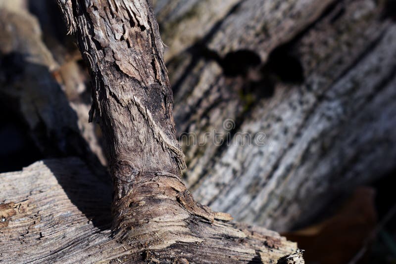 Old Wood Silvered in Sunlight Stock Photo - Image of rock, branch ...