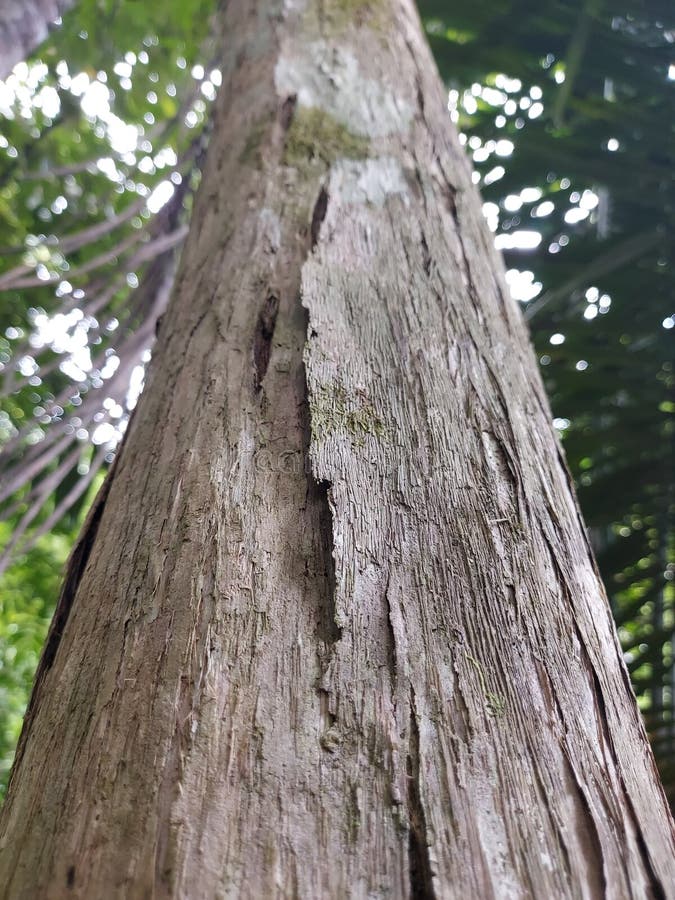 A Cut Forest Seen from Above. Poland Slawa Stock Photo - Image of ...