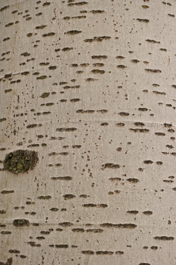 Wood, Pattern, Background, Rings, Nature, Old, Park, Tree, Botan Stock ...