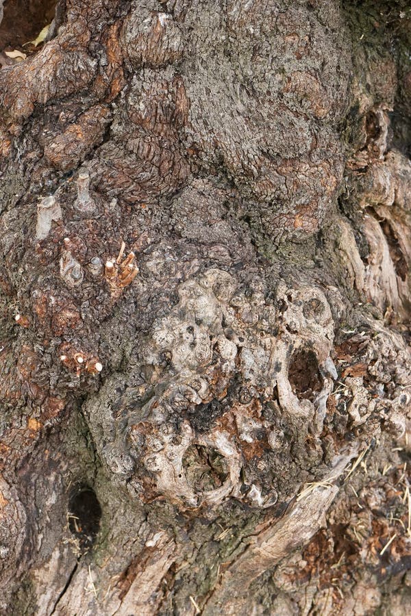 Wood, Pattern, Background, Rings, Nature, Old, Park, Tree, Botan Stock ...