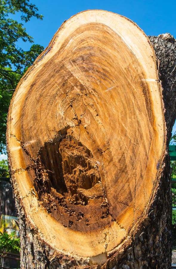 Old wood stump surface stock image. Image of closeup - 32022015