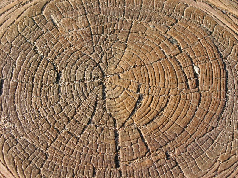 Wood pathway stock photo. Image of texture, cracked, surface - 21036026