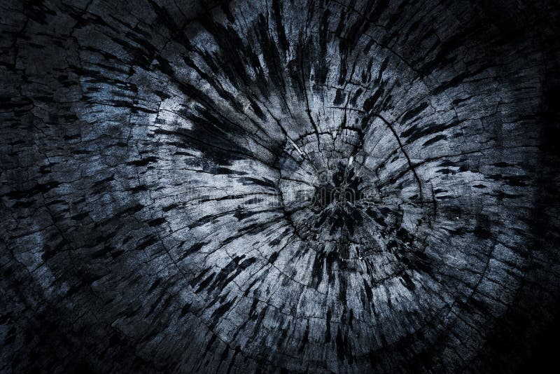 Tree Rings Old Wood Texture Background,Cross Section Annual Ring Stock ...