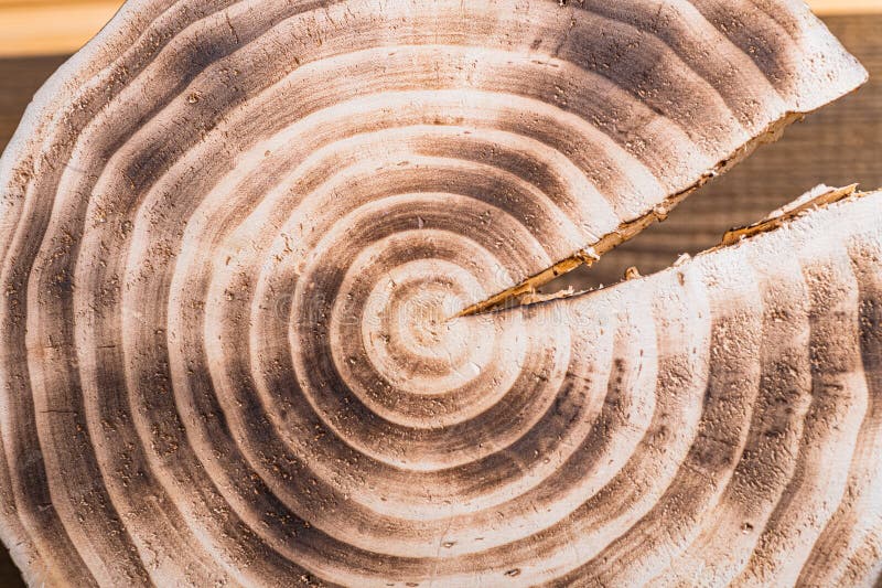 Old Wood Texture Background, Tree Rings Stock Photo - Image of timber ...