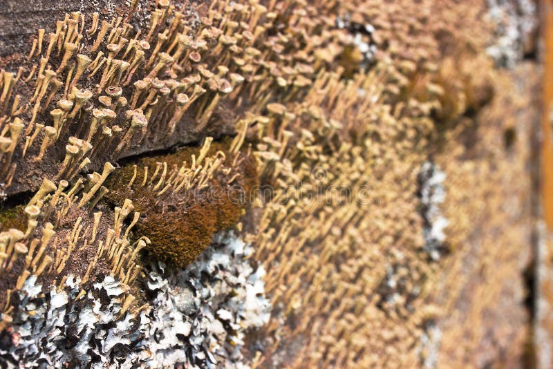 Old Wood Texture Coverd with Green Moss. Stock Image - Image of grunge ...