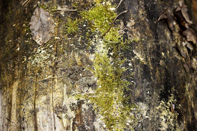 Old Wood Texture Coverd with Green Moss. Stock Image - Image of grooved ...