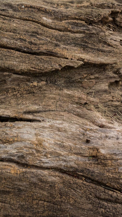 Old Wood Texture, Died Tree, Dead Tree Stock Photo - Image of textured ...