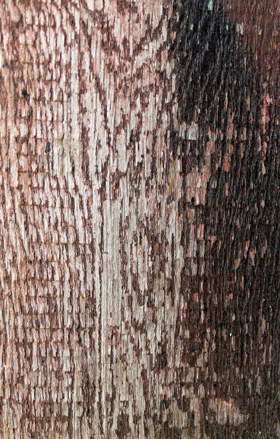 The Old Wood Texture with Natural Patterns. Cross-section of the Old ...