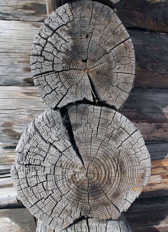 The Old Wood Texture with Natural Patterns. Cross-section of the Old ...
