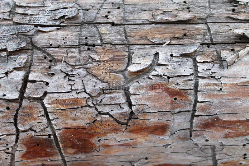 The Old Wood Texture with Natural Patterns. Inside the Tree Background ...