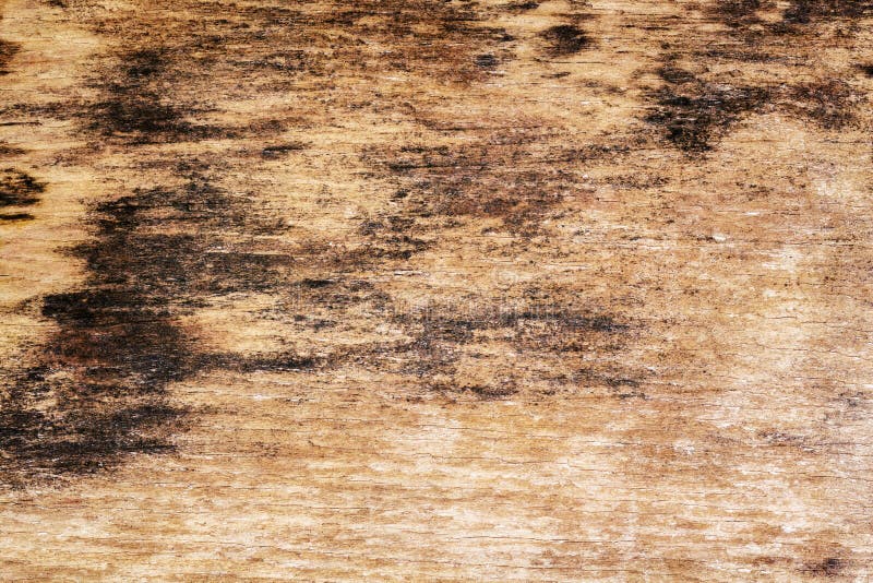 Old rotten wood plank stock photo. Image of background - 50335266