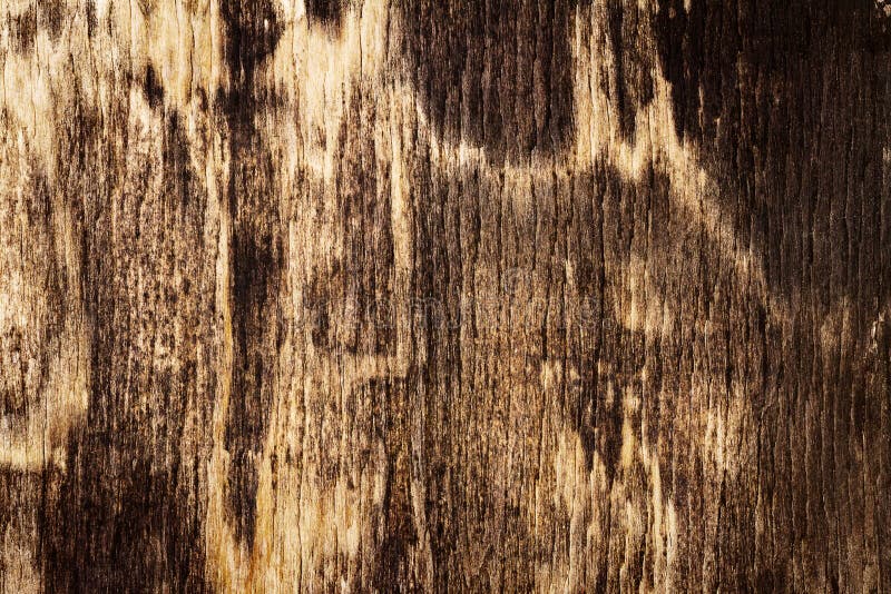 Rotten wood texture stock image. Image of plank, grunge - 97952813