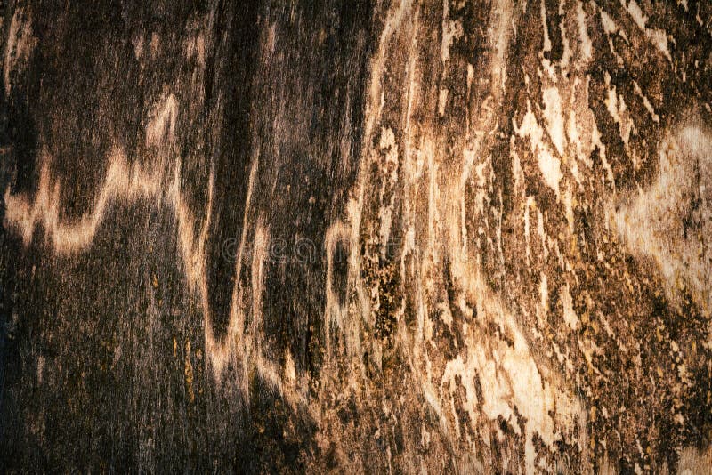 Old rotten wood plank stock photo. Image of background - 50335266