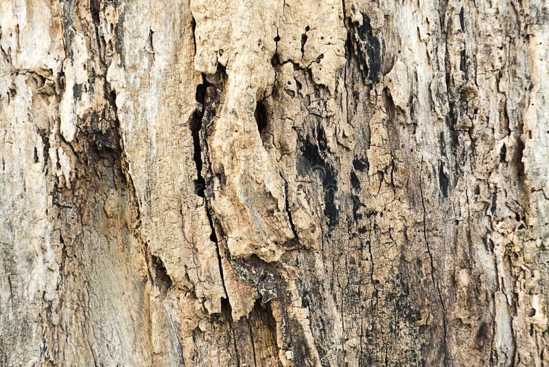 Old Wood Texture of Tree Bark, Tree Bark with Decay Stock Image - Image ...