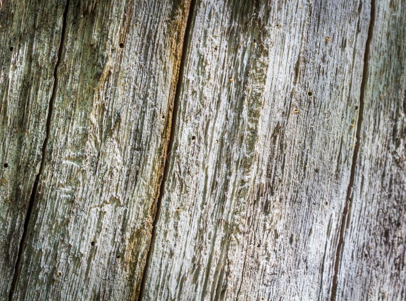 Old Wood Textures Tree in Forest Stock Photo - Image of pine, tree ...
