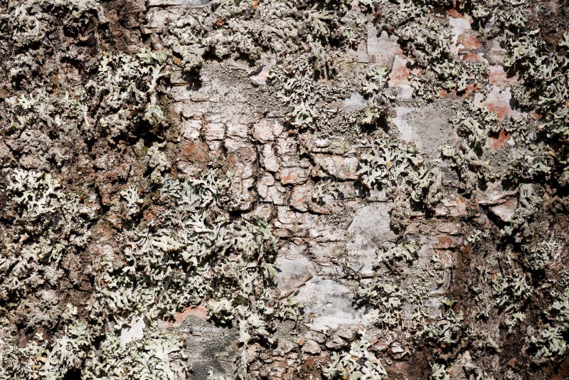 Old Wood Tree Bark Cortex Texture with Moss. Old Birch Tree. Selective ...