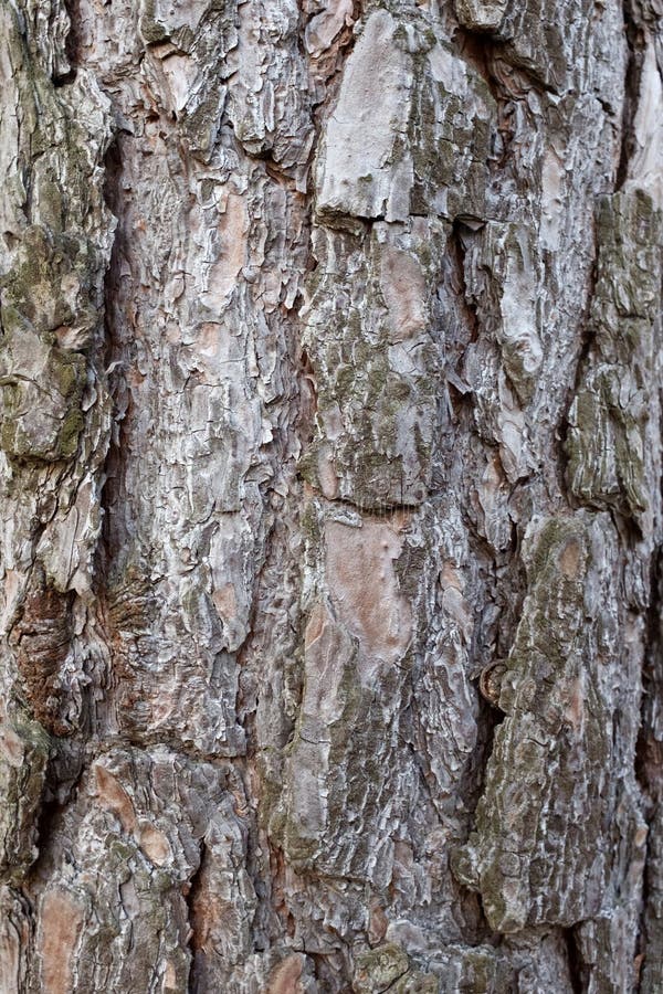 Close Up of a Bark Texture on an Old Wood Tree Stock Photo - Image of ...