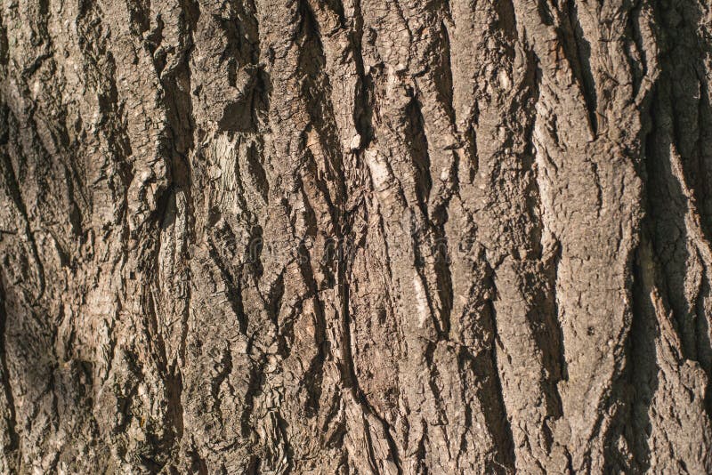 Old Wood Tree Bark Texture Background Pattern. Horizontal Image Stock ...