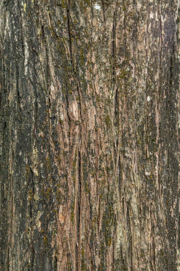 Old Wood Tree Bark Texture with Green Moss Stock Image - Image of ...