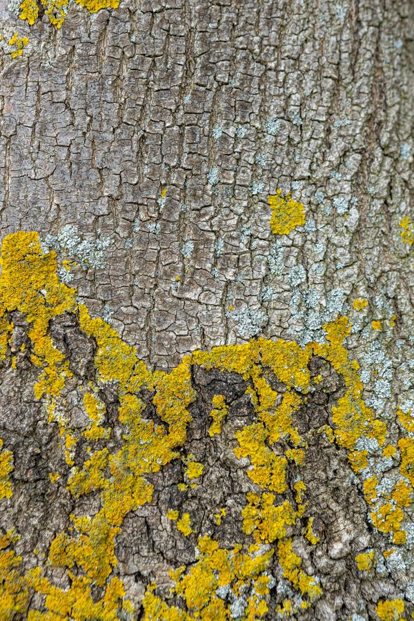 Old Wood Tree Bark Texture with Green Moss Stock Image - Image of macro ...
