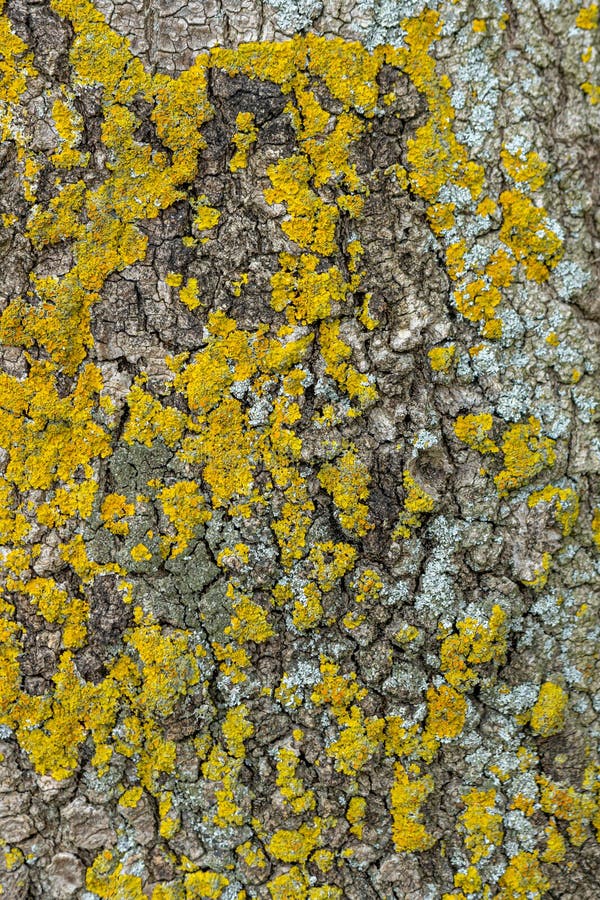 Old Wood Tree Bark Texture with Green Moss Stock Image - Image of ...