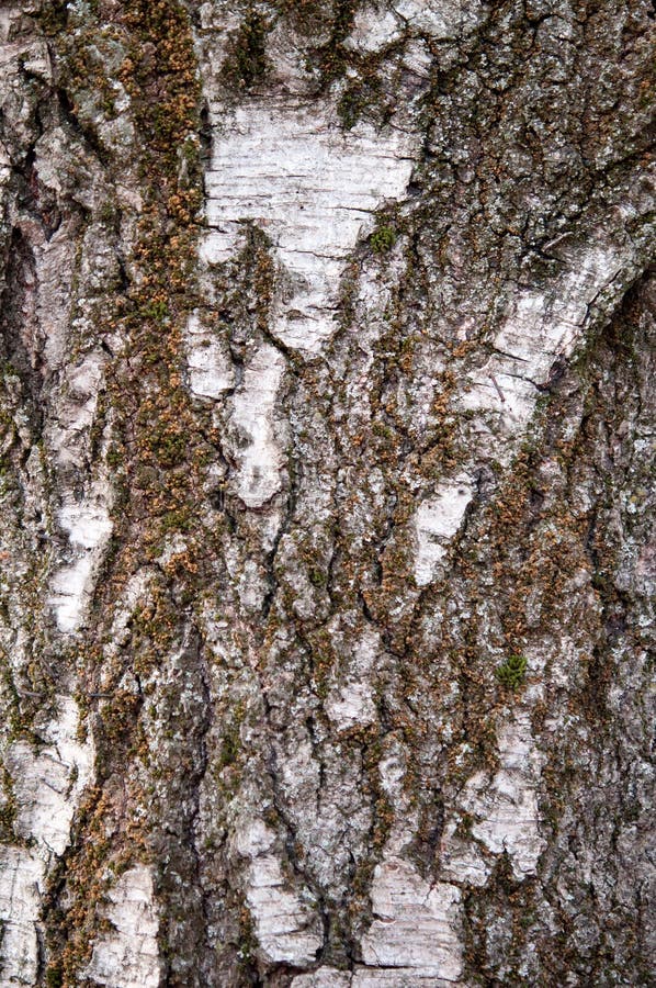 Old wood tree bark stock image. Image of line, organic - 109456309