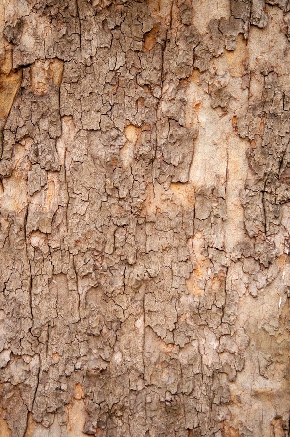 Old wood tree bark stock photo. Image of square, outdoor - 109457108