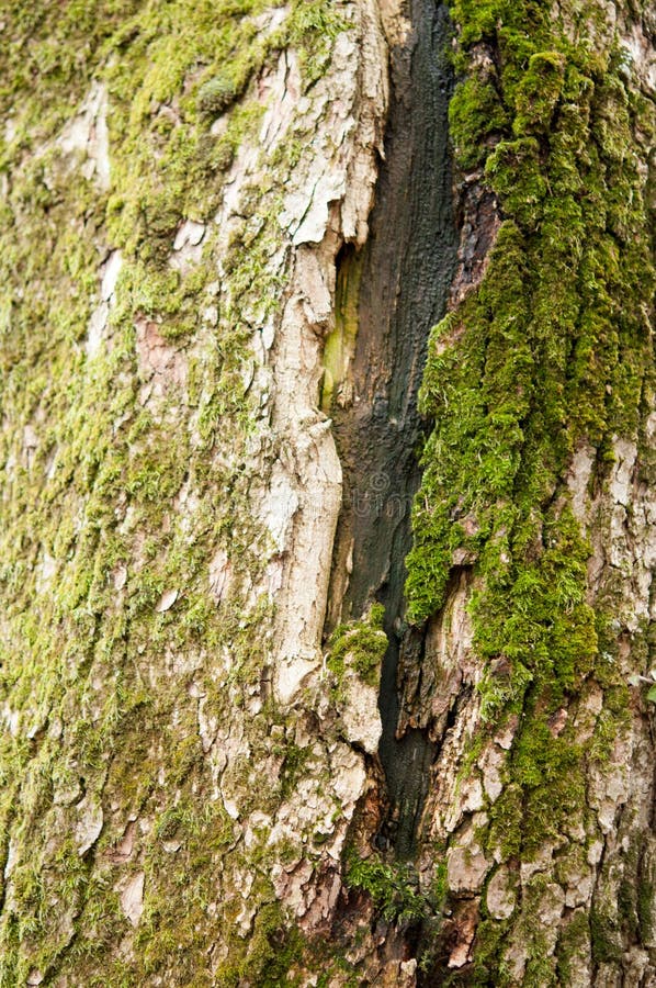 Old wood tree bark stock photo. Image of plant, line - 109457556