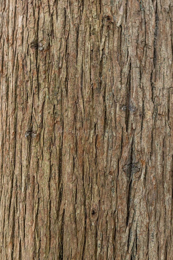 Old Wood Tree Bark Texture . Stock Image - Image of closeup, wallpaper ...