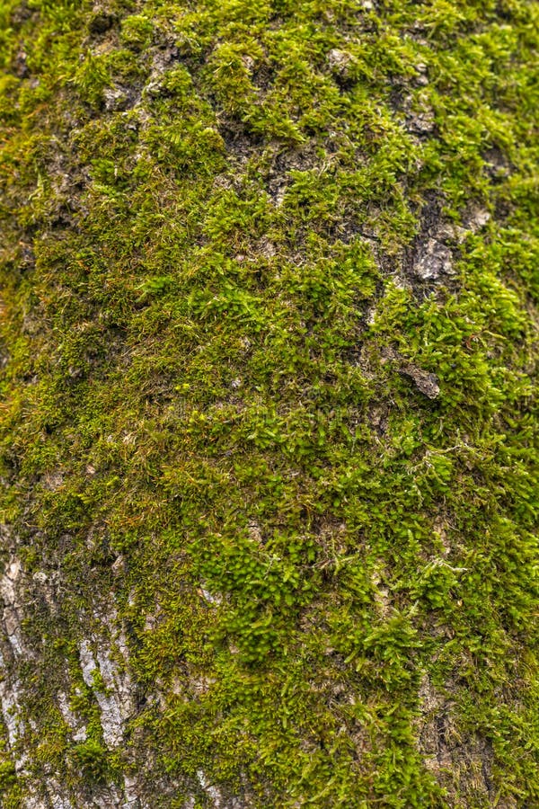 Old Wood Tree Bark Texture with Green Moss Stock Photo - Image of ...