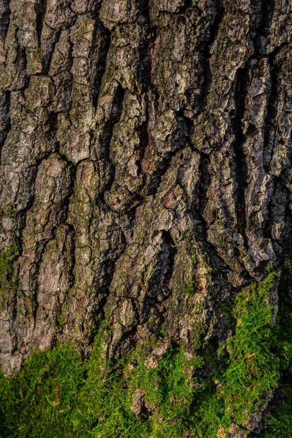 Old Wood Tree Bark Texture with Green Moss Stock Image - Image of dirty ...