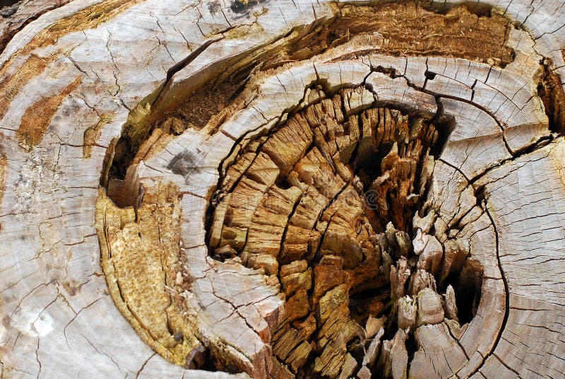 Old Wood Tree Rings Background Stock Image - Image of gold, ring: 30659685