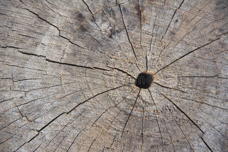 Old Wood Tree Rings Texture-1. Stock Image - Image of natural, rings ...