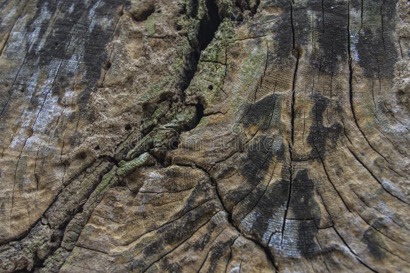 Old Wood Tree Rings Texture Stock Photo - Image of forest, industry ...