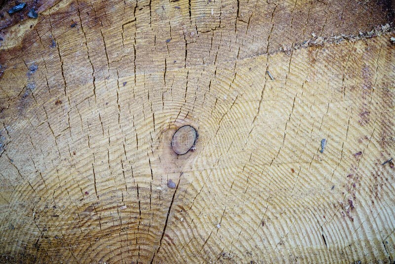 Old Wood Tree Rings Texture Stock Image - Image of fireplace, aging ... Old Wood Tree Rings Texture Stock Image - Image of fireplace, aging ...