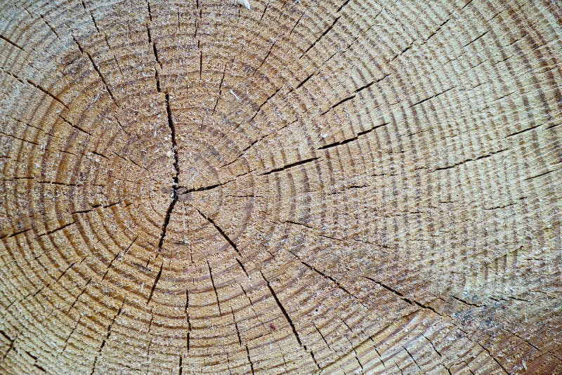 Old Wood Tree Rings Texture Stock Image - Image of grunge, board: 99553411 Old Wood Tree Rings Texture Stock Image - Image of grunge, board: 99553411