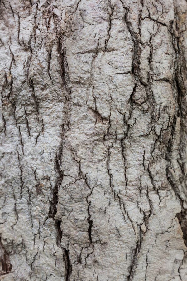 Old Wood Tree Texture Background Stock Image - Image of lumber, natural ...