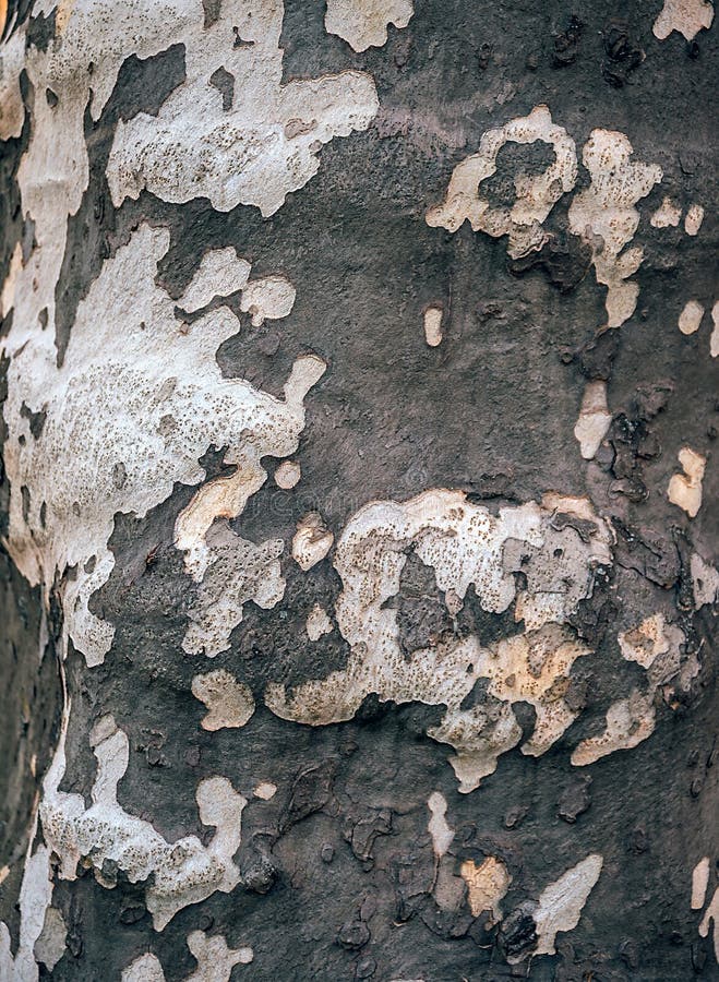 Old Wood Tree Texture. Background and Pattern. Stock Image - Image of ...