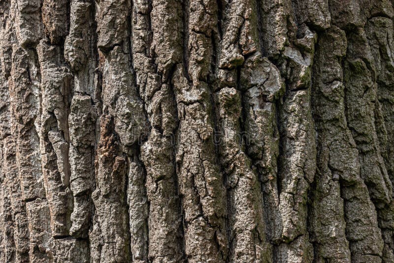 Old Wood Tree Texture Background Pattern Stock Image - Image of ...