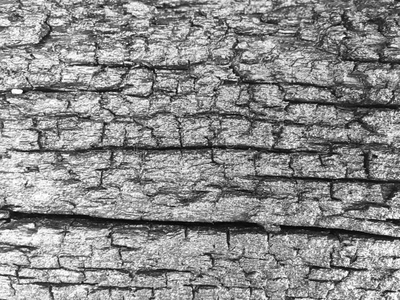 Old Wood Tree Texture Background Pattern Stock Photo - Image of rugged ...