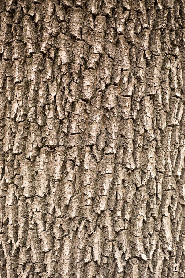 Old Wood Tree Texture Background Pattern Stock Photo - Image of pattern ...