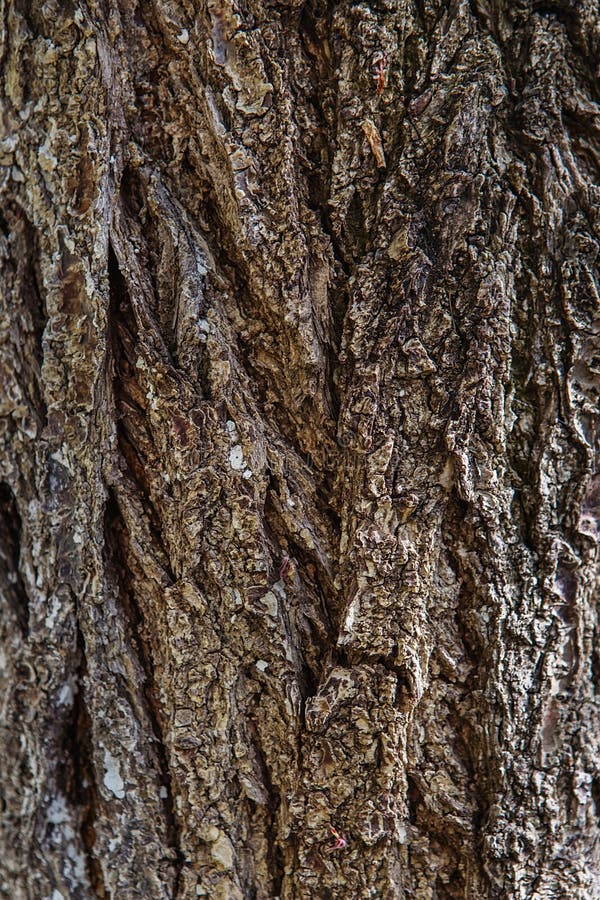 Old Wood Tree Trunk Textured Pattern Stock Image - Image of line ...