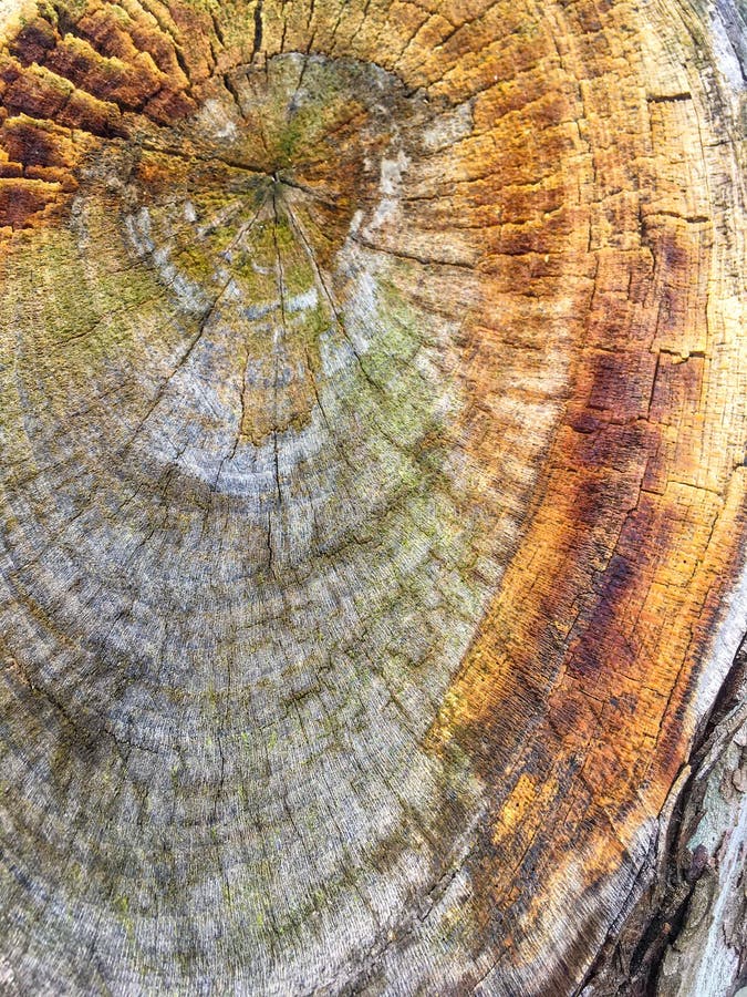 Old Wood Tree Rings Texture Stock Photo - Image of abstract, background ... Old Wood Tree Rings Texture Stock Photo - Image of abstract, background ...