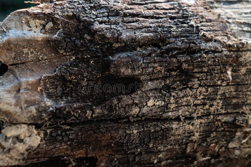 The old wood surface stock photo. Image of brown, texture - 134977460