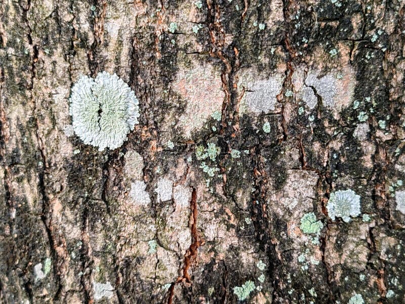 Peeling Tree Texture, Bark Surface Stock Image - Image of wall, soil ...