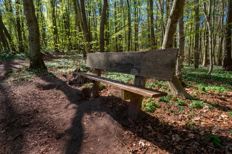 Old Wooden Bench in the Forest Stock Image - Image of grass, color ...