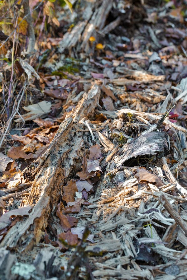 Old Wooden Bites Bulk Splinters in Polesye Natural Resort Stock Image ...